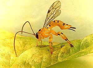 Topic 0: introduction and definitions